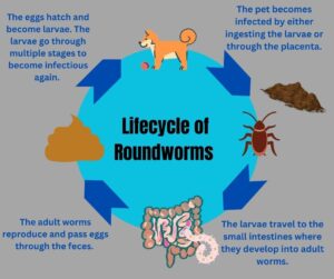 Round(worms) and Round Again | Ottawa Animal Hospital East in Holland, MI
