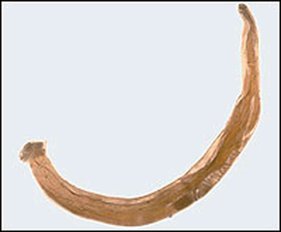 Hook(worms), Line, and Sinker | Ottawa Animal Hospital East in Holland, MI