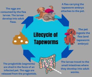 Cut Through the Red Tape(worms) | Ottawa Animal Hospital East in ...